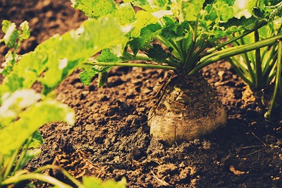 Agronomy III – Root Crops - Agritech College