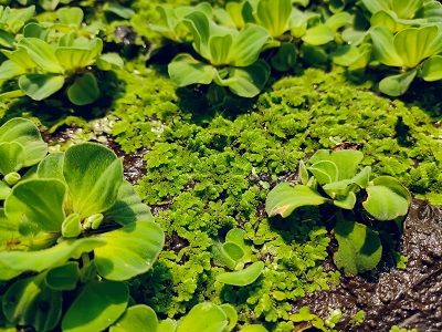 Australian Native Ferns - Agritech College